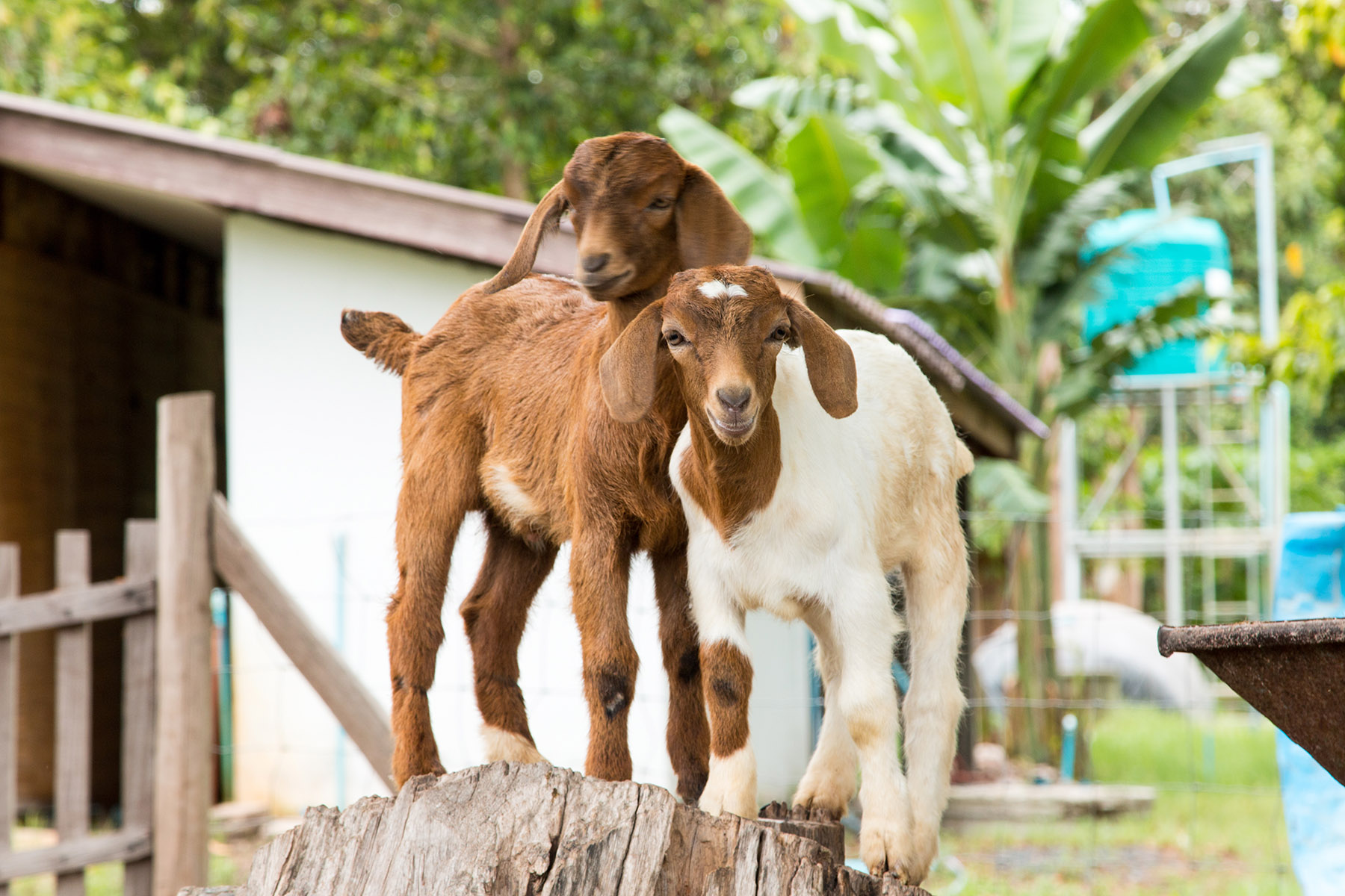 Goat Kid Care – Mother Earth News